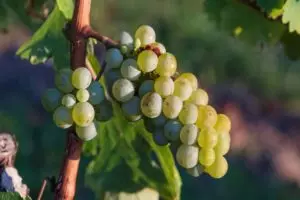 Como podo definir as uvas na aparencia das follas e do gusto das froitas?