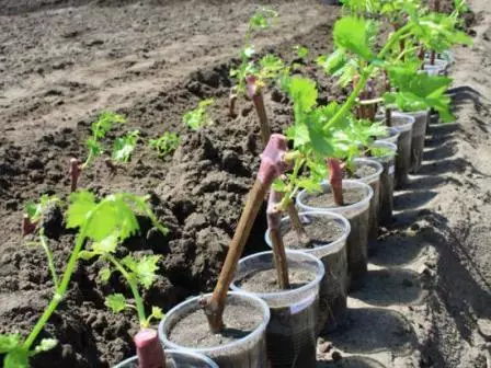 Grape Saplings.