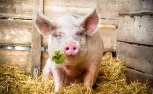 Som spiser griser og hvordan de skal mate dem for å vokse raskt hjemme