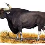 世界上最大的公牛：最大的重量和最大的品种 4493_10