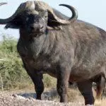 Den største tyr i verden: den maksimale vægt og største race 4493_12