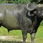 世界上最大的公牛：最大的重量和最大的品種 4493_13