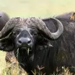 Najväčší býk na svete: Maximálna hmotnosť a najväčšie plemeno 4493_14