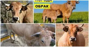 Popis a charakteristiky plemenných kráv. Pravidlá pre ich obsah
