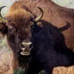 Bull terbesar di dunia: berat maksimum dan baka terbesar 4493_17