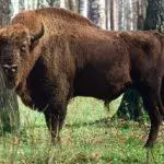 De grootste stier ter wereld: het maximale gewicht en het grootste ras 4493_18