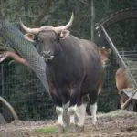 Največji bik na svetu: največja teža in največja pasma 4493_19