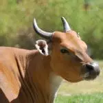 世界上最大的公牛：最大的重量和最大的品種 4493_20