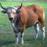 世界上最大的公牛：最大的重量和最大的品种 4493_21