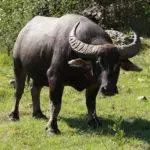 Suurin härkä maailmassa: suurin paino ja suurin rotu 4493_25