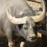Bull terbesar di dunia: berat maksimum dan baka terbesar 4493_26