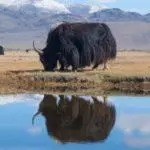 Najväčší býk na svete: Maximálna hmotnosť a najväčšie plemeno 4493_29
