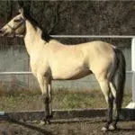 Dainuojantys arkliai: kokia yra spalva, kilmės istorija ir komunikacija su charakteriu 4496_3