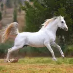 Pjevanje konja: Koja je boja, povijest podrijetla i komunikacija s karakterom 4496_4