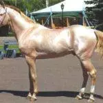Dainuojantys arkliai: kokia yra spalva, kilmės istorija ir komunikacija su charakteriu 4496_5