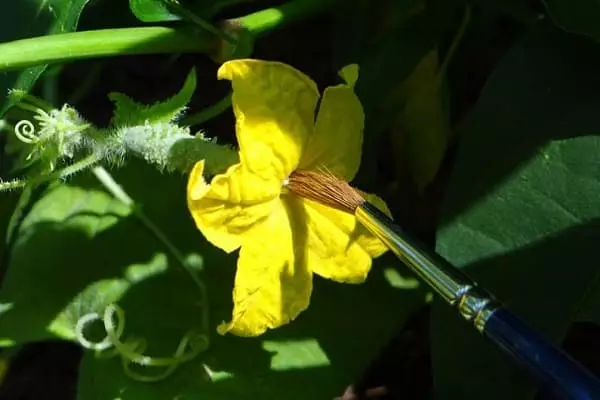 Pollination Mesterionalitás