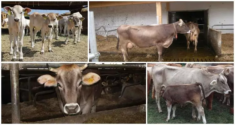 Shvitskaya牛の品種