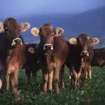 Shvitskaya牛の品種：説明と特徴、長所と短所CRS、ケア 4499_11