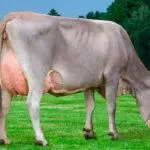 Shvitskaya奶牛種類：描述和特點，優點和缺點Crs，護理 4499_13