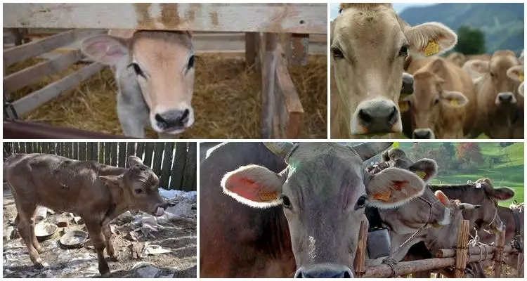 Shvitskaya奶牛的品种