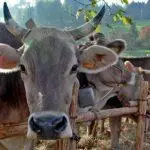 Shvitskoya plemeno krav: popis a vlastnosti, klady a zápory CRL, péče 4499_3