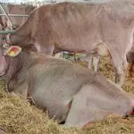 Shvitskaya-Rasse der Kühe: Beschreibung und Merkmale, Vor- und Nachteile CRS, Sorgfalt 4499_5
