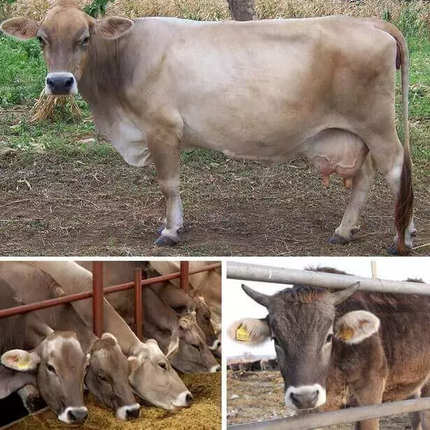 Shvitskaya raza de vacas