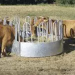 Shvitskaya Raça de vaques: descripció i característiques, pros i contres CRS, cura 4499_7