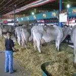 Shvitskaya奶牛種類：描述和特點，優點和缺點Crs，護理 4499_8