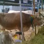 Shvitskaya奶牛種類：描述和特點，優點和缺點Crs，護理 4499_9