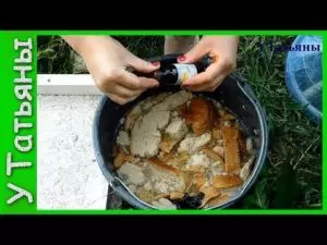 Com fer i alimentar correctament els cogombres amb infusió de pa