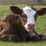 多少隻小牛的重量：從出生時按月份的一個月 4506_14