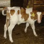 多少隻小牛的重量：從出生時按月份的一個月 4506_3
