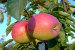 Apple ağaclarının yaddaşı Subarov və tövsiyə olunan rayonların təsviri