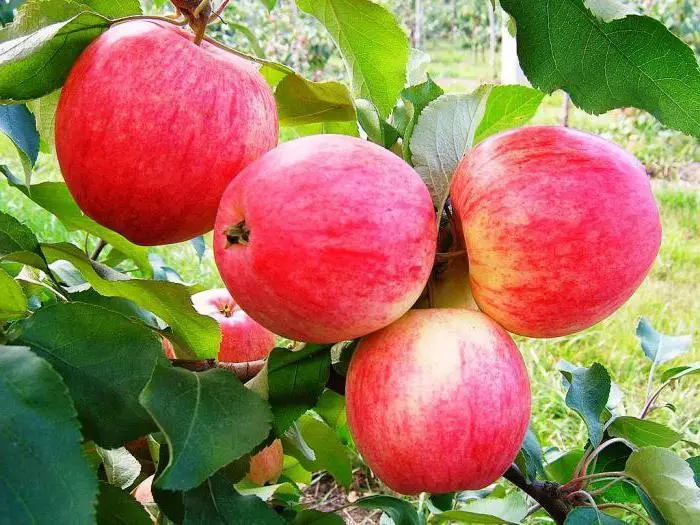 Apple Tree Dream.