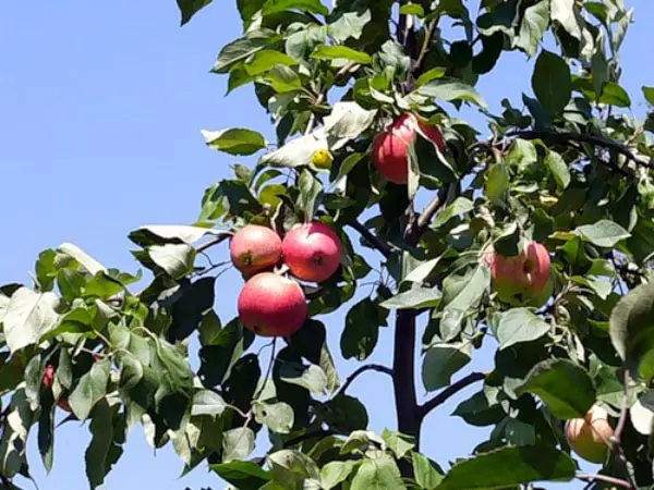 Apple Tree Dream.