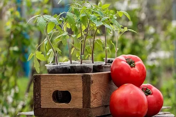 Jeune tomate