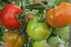 Katerangan ngeunaan rupa-rupa tomat tangan narkawan, ciri na ngahasilkeun
