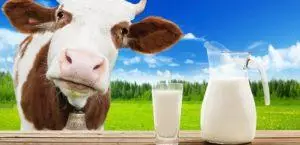 本物の牛乳、カロリー、化学組成の利点と害