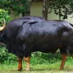 Bao nhiêu con bò nặng: các chỉ số trung bình và bảng theo độ tuổi, 4 phương thức tính toán hàng đầu 4514_9