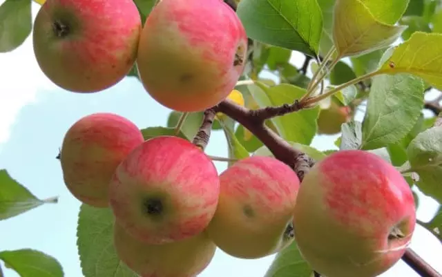 Apple Tree Jūlijs Chernenko