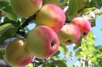Apple Tree juillet Chernenko