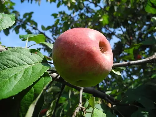 درخت سیب جولای Chernenko