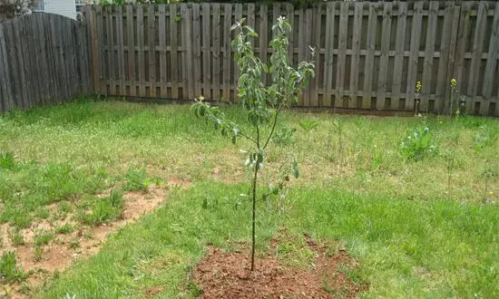 Plantning Apple.