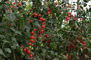 Característica e descrição da variedade de passas de tomate, revisões e rendimento