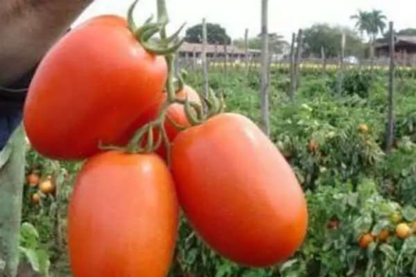 Tomato tsy capricious