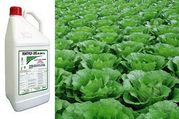 Herbicidy pro zelí