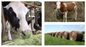 Combien de foin a besoin d'une vache pendant un an, jour et hiver, méthodes de calcul du nombre