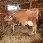 Koliko krava živi: prosječno trajanje kod kuće, tablica po godini 4525_14