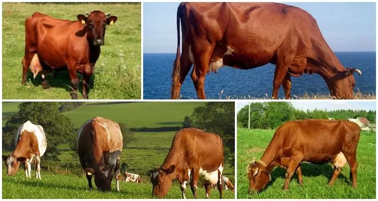 різні корови